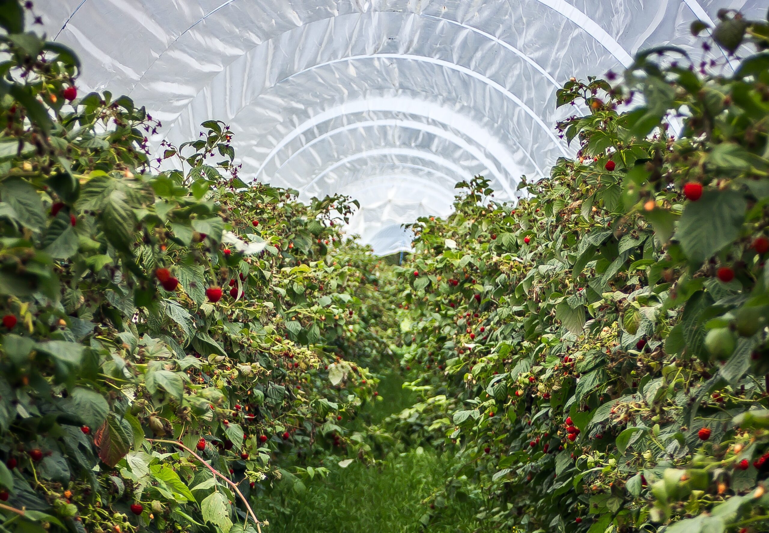 Amino acids - Helion Eltra